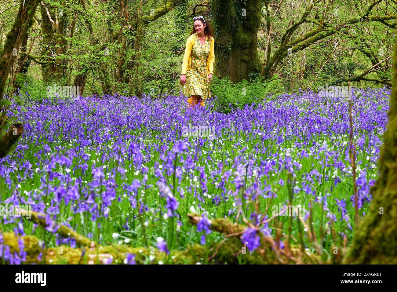 Meldon Woods, Okehampton, Dartmoor, Devon. 3rd May, 2024. UK Weather ...