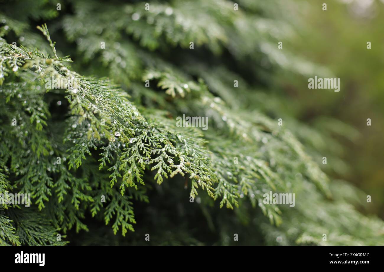 Lawson's cypress tree (Chamaecyparis lawsoniana Stock Photo - Alamy