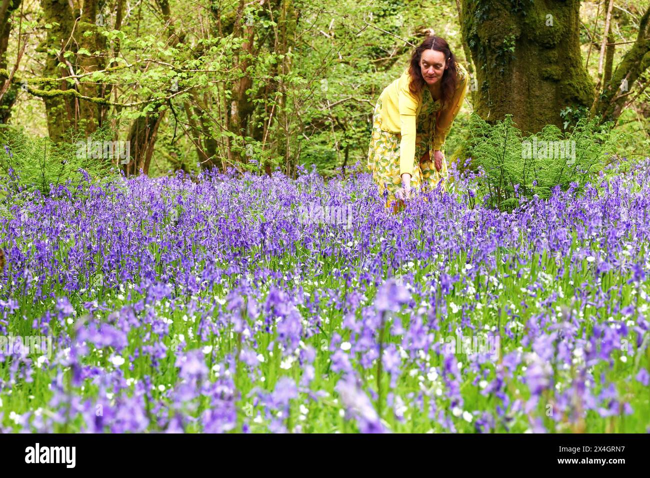 Meldon Woods, Okehampton, Dartmoor, Devon. 3rd May, 2024. UK Weather ...