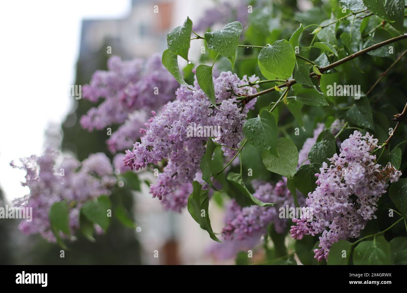 Wet leaves syringa lilac hi-res stock photography and images - Alamy