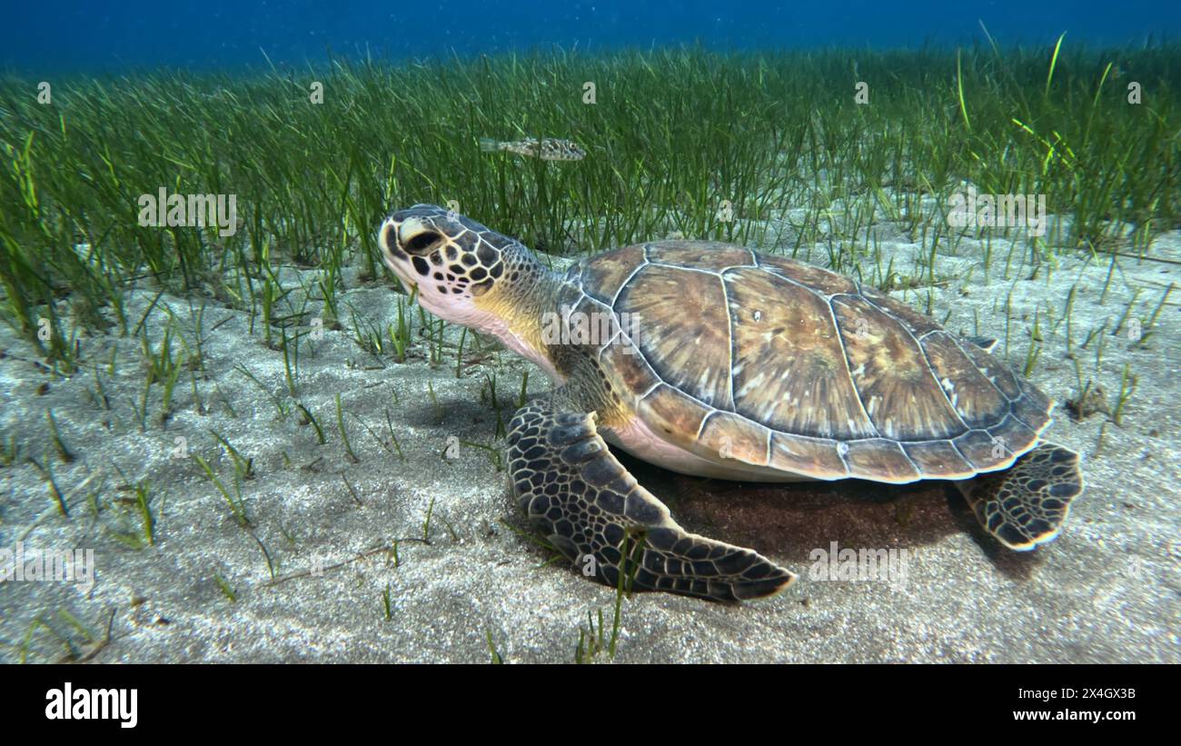 Los Cristianos, Tenerife. June 15, 2023. A green sea turtle and scuba ...