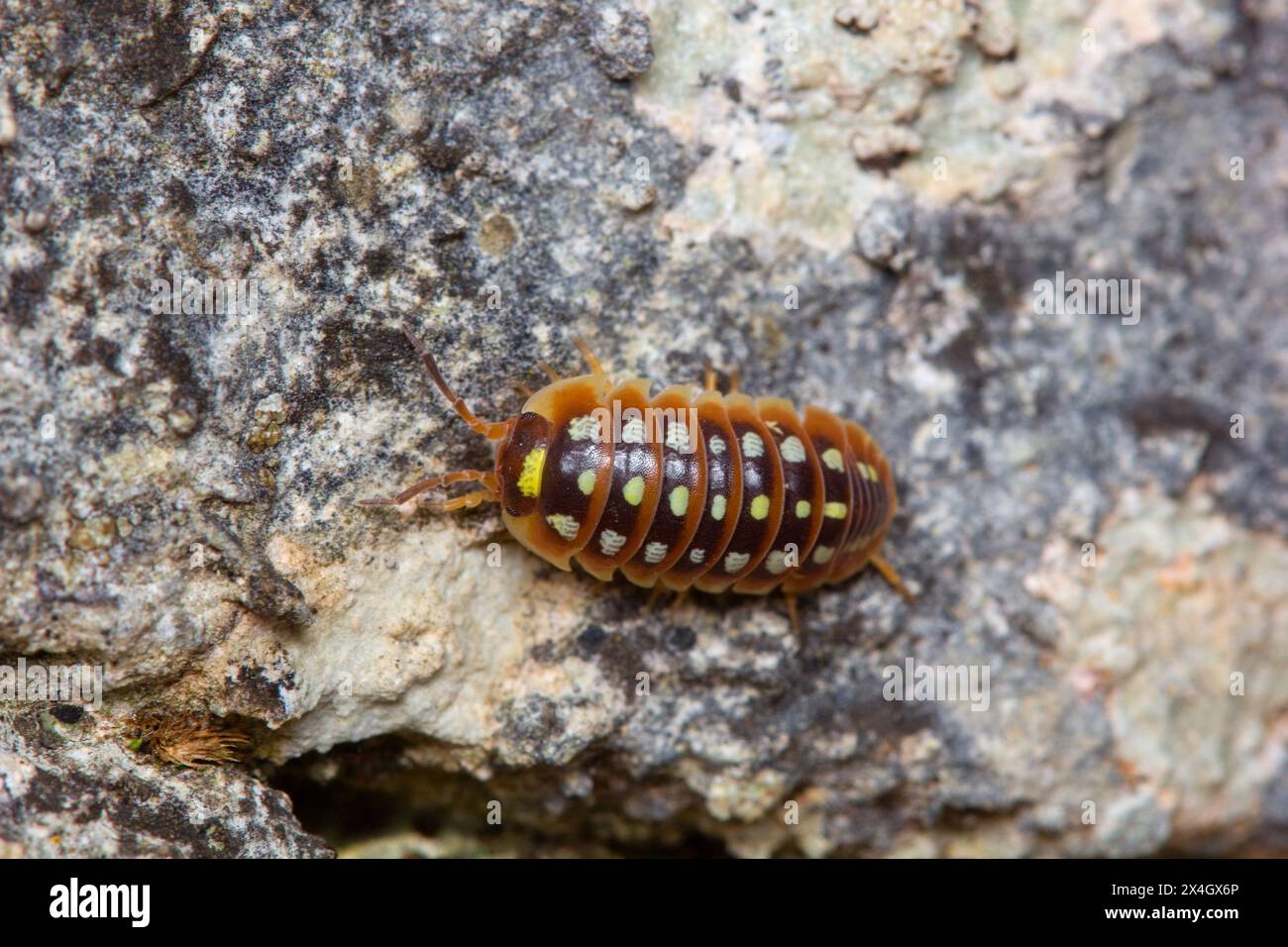 The Clown Isopod (Armadillidium klugii) in rocky habitat Stock Photo ...