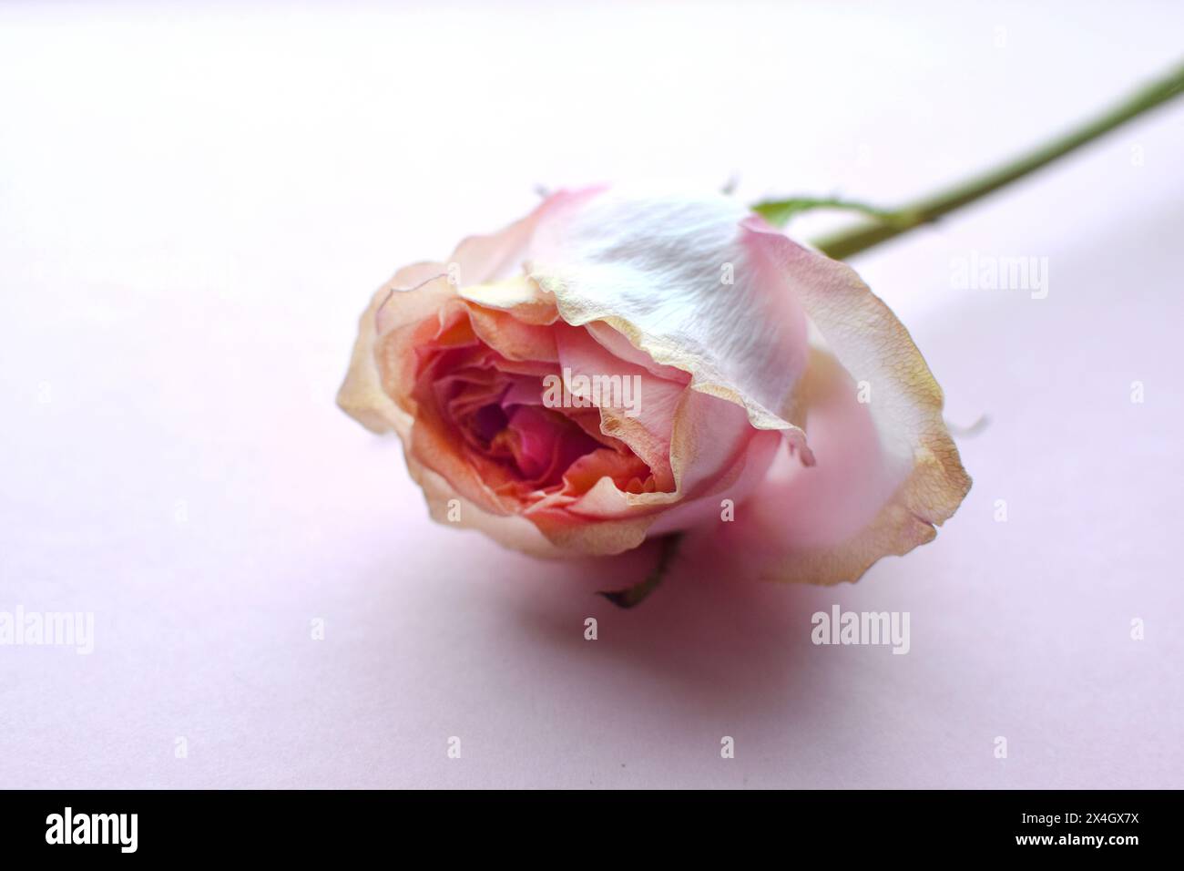 Dry rose bud on a pink background Stock Photo - Alamy