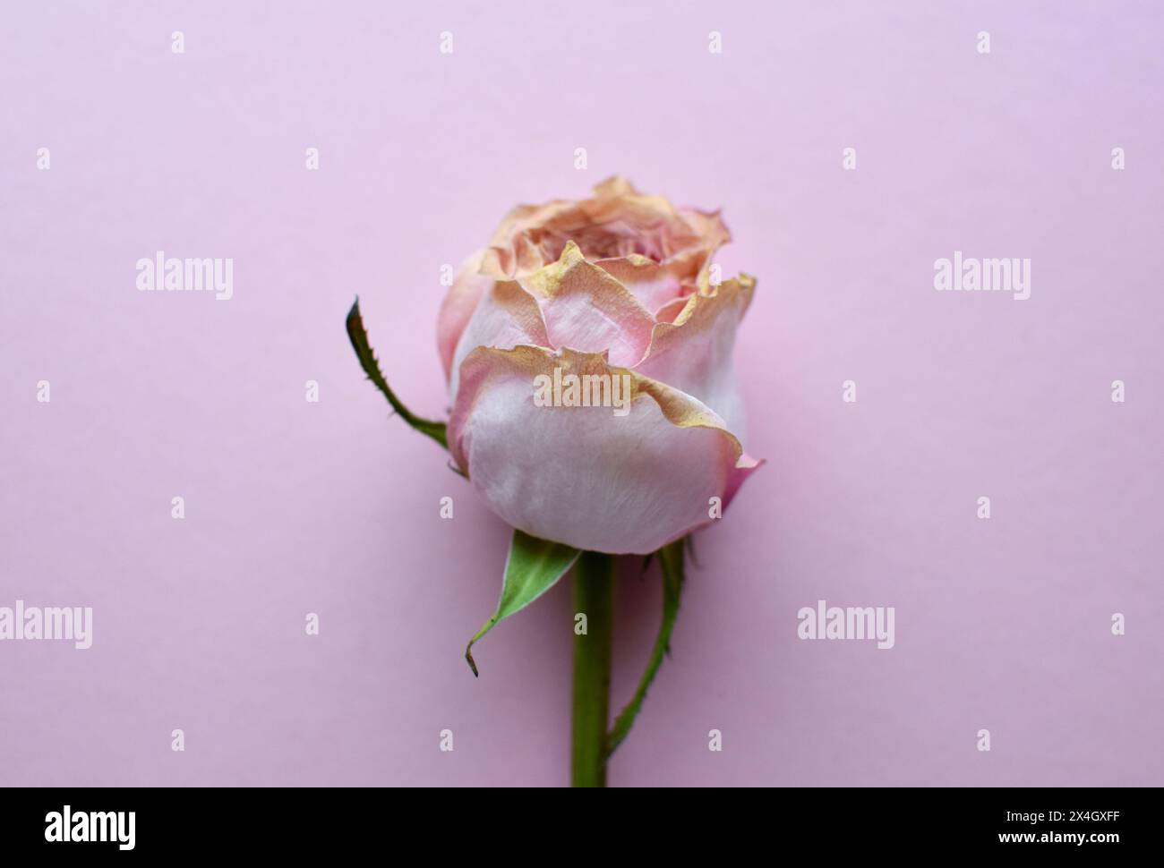 Dry rose bud on a pink background Stock Photo - Alamy