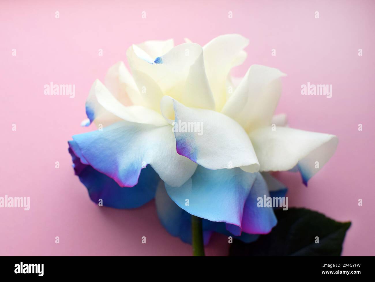 Beautiful large white rose with blue edges on a pink background. Top ...