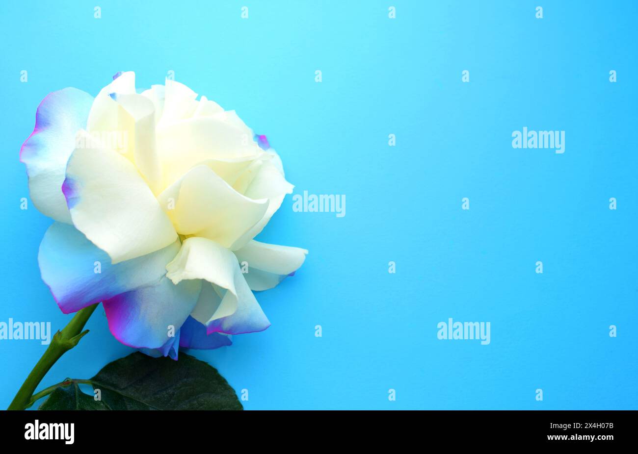 Beautiful large white rose with blue edges on a blue background. Top ...