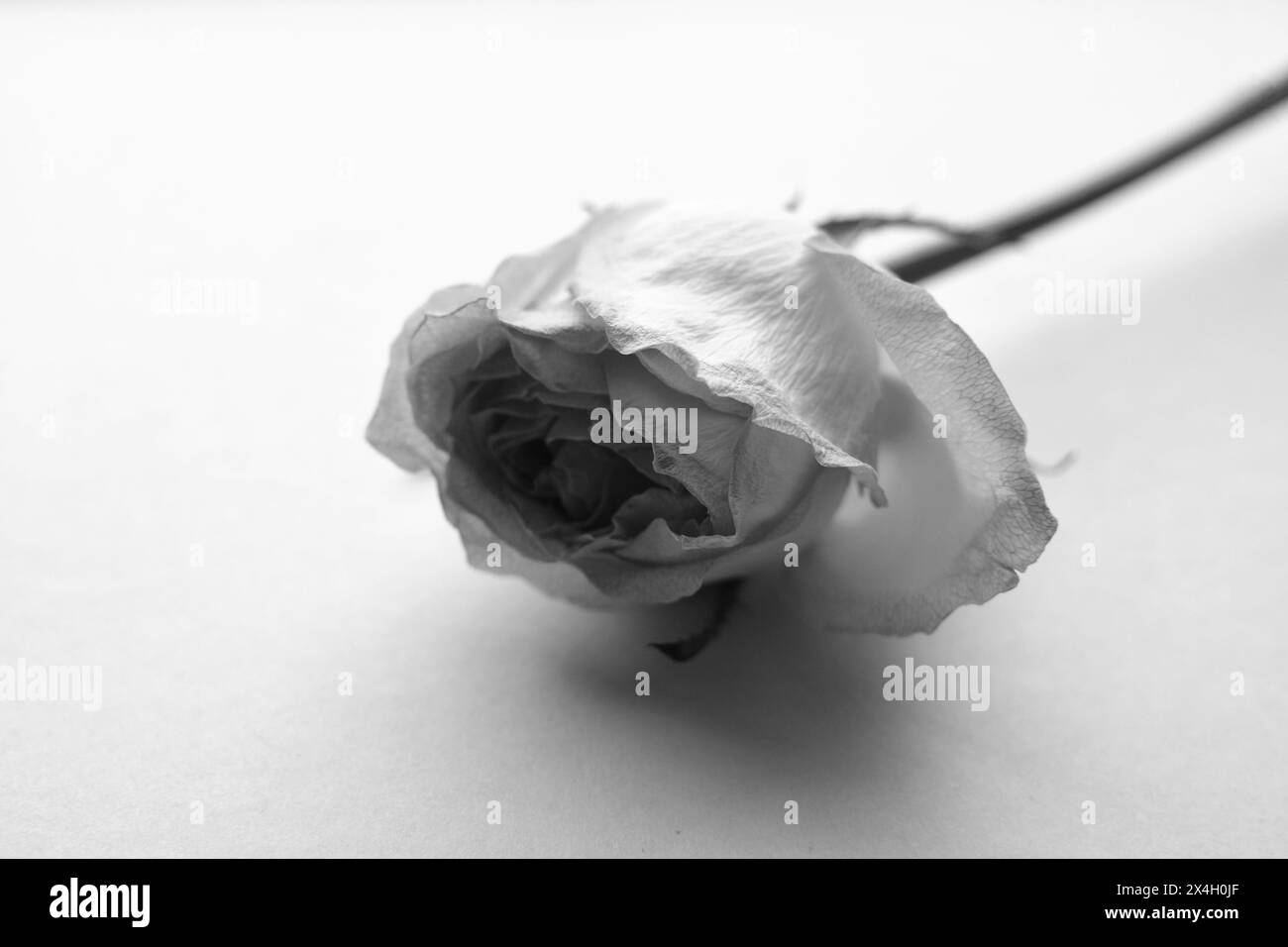 Dry rose bud in black and white. Monochrome photo of flowers Stock ...