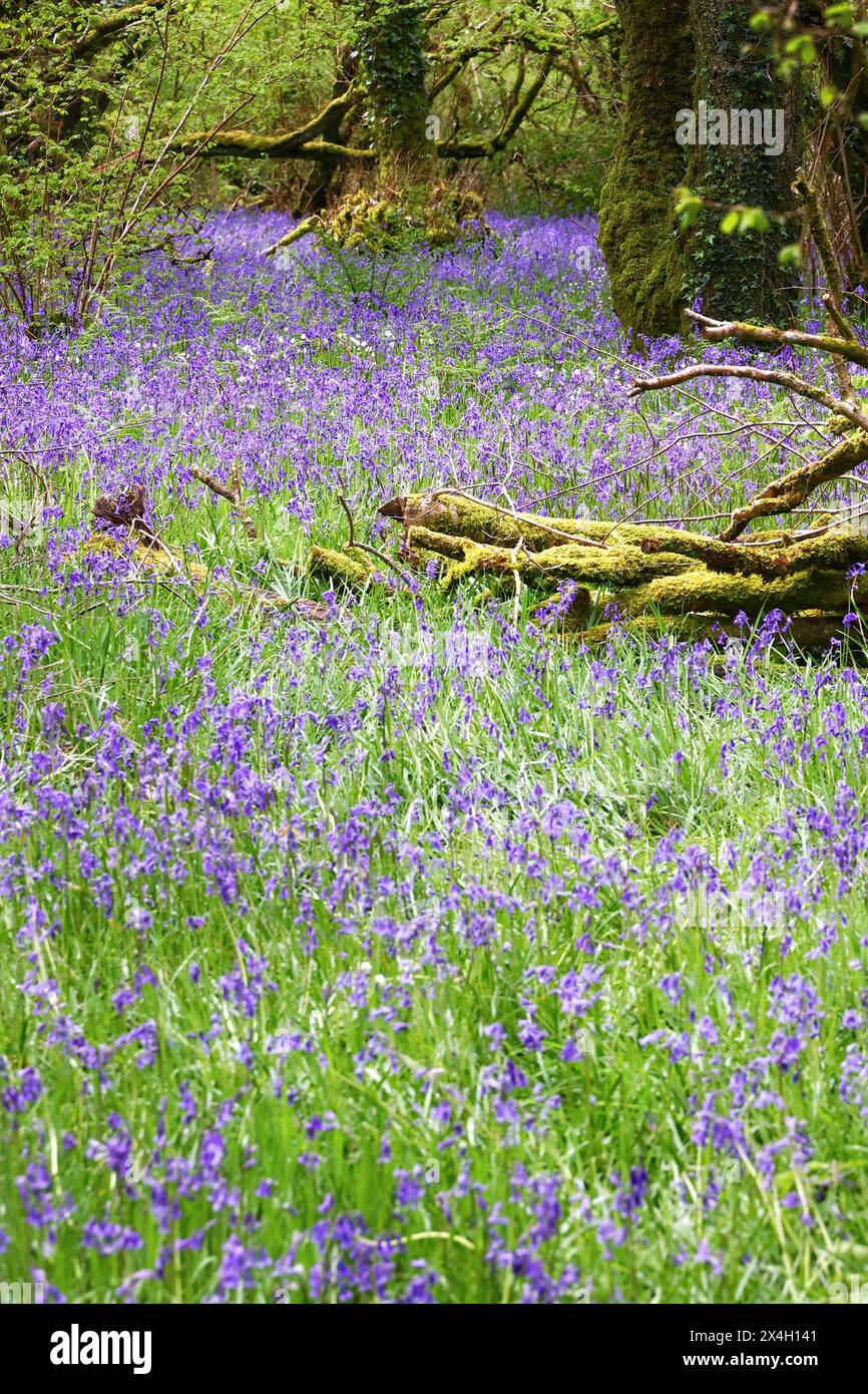Meldon Woods, Okehampton, Dartmoor, Devon. 3rd May, 2024. UK Weather ...