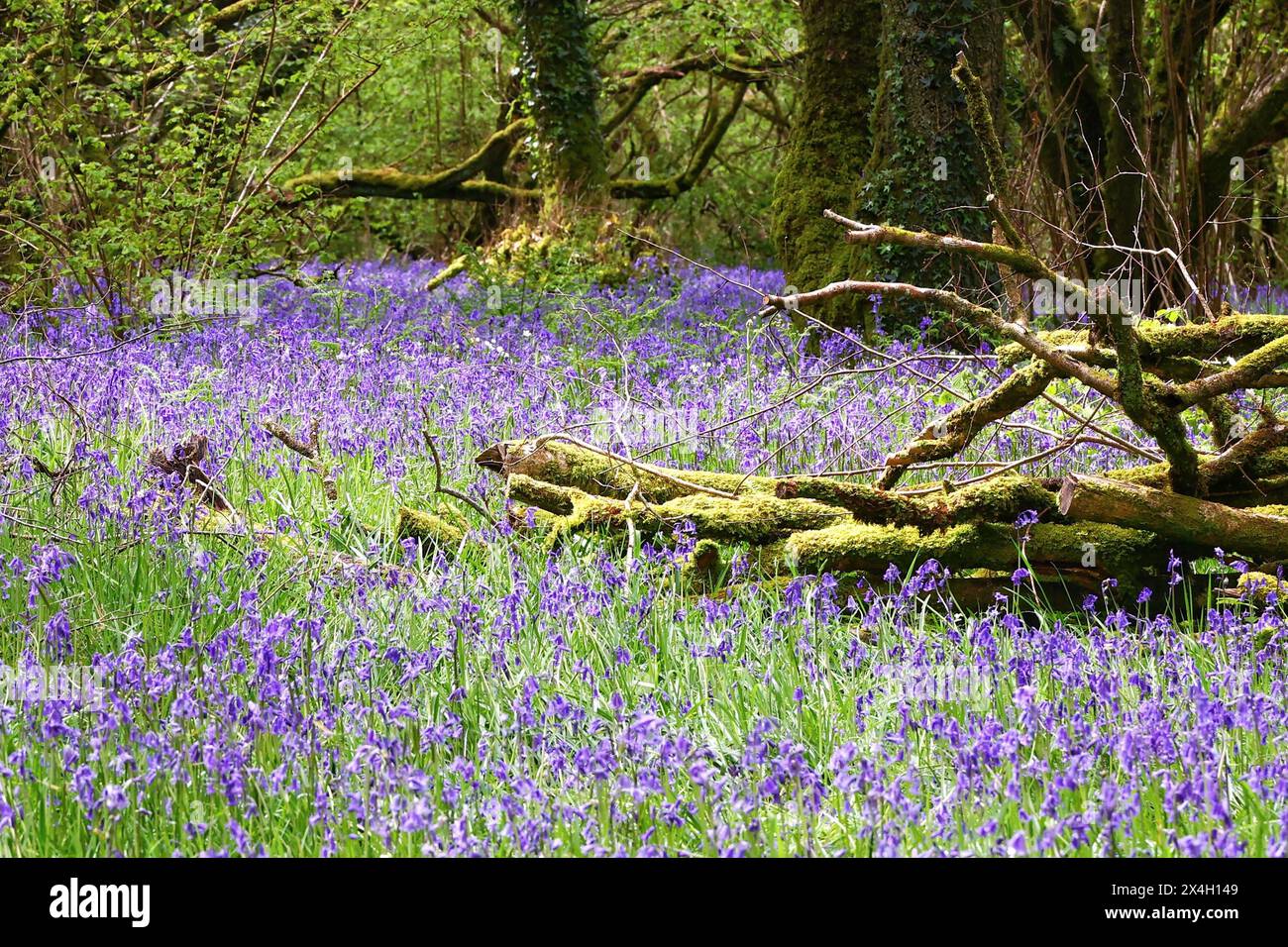 Dartmoor wild flower hi-res stock photography and images - Alamy