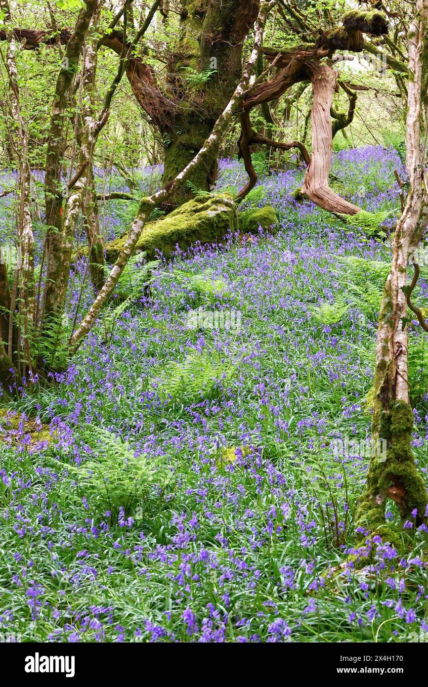 Meldon Woods, Okehampton, Dartmoor, Devon. 3rd May, 2024. UK Weather ...