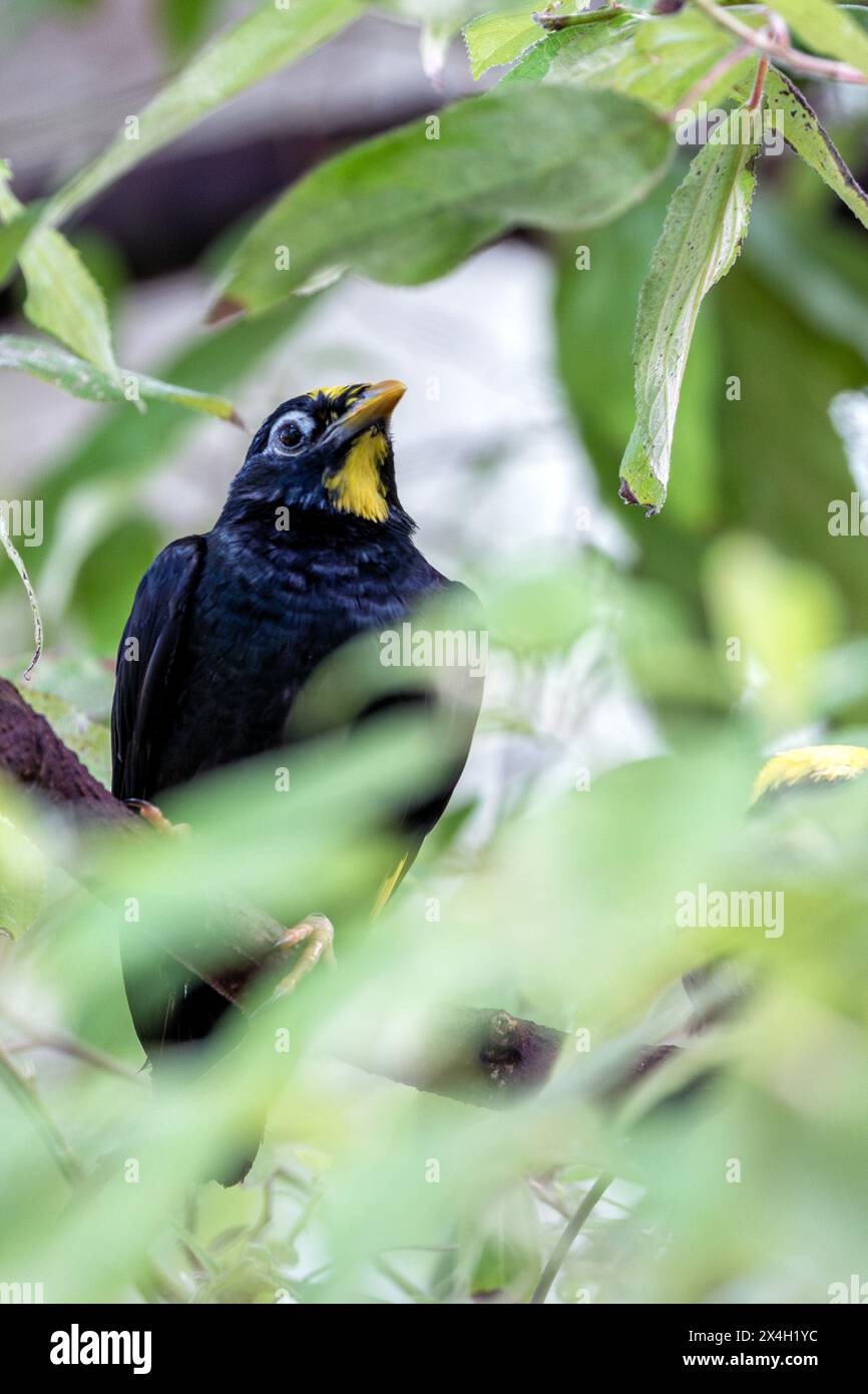 Stunning mynah with golden crest & black plumage. Found in forests ...