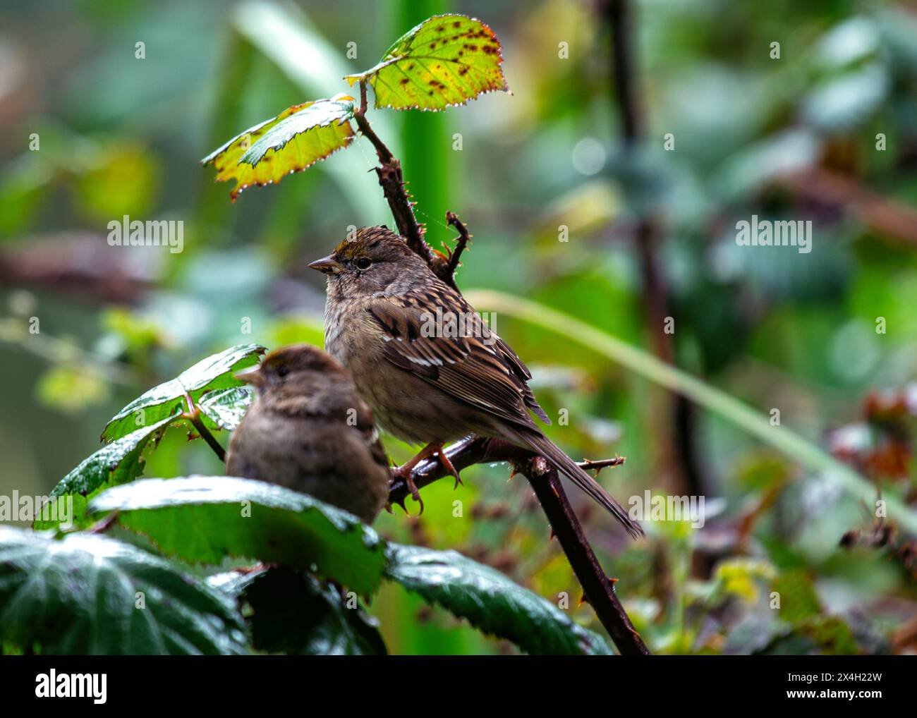 Handsome sparrow with black crown, bright yellow forehead, and streaked ...