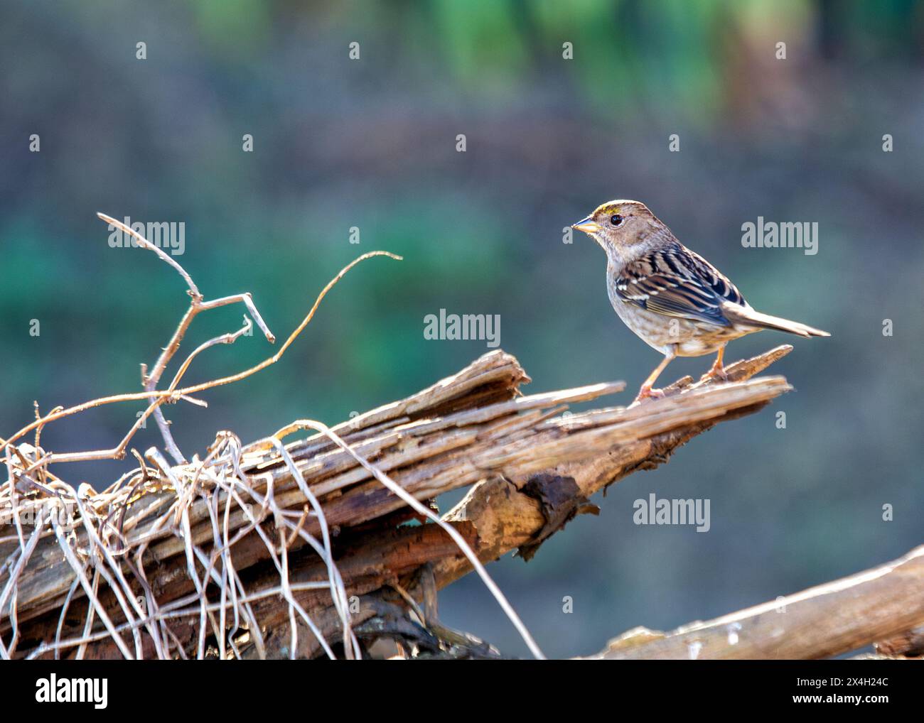 Handsome sparrow with black crown, bright yellow forehead, and streaked ...