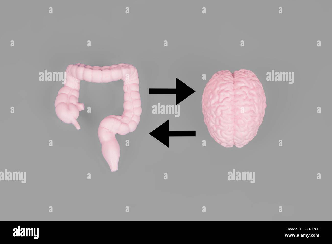 Close-up view of a human gut model and a detailed brain figurine ...
