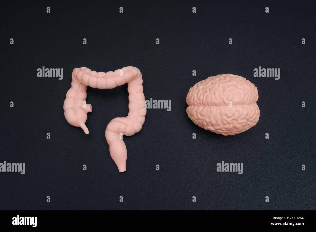Gut brain anatomy hi-res stock photography and images - Alamy