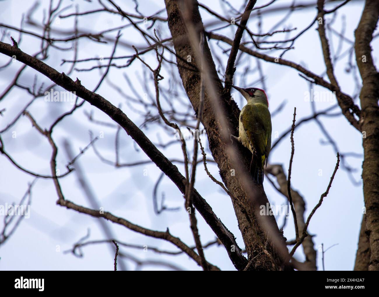 Emerald green bird with red head & long bill. Drills for insects in ...