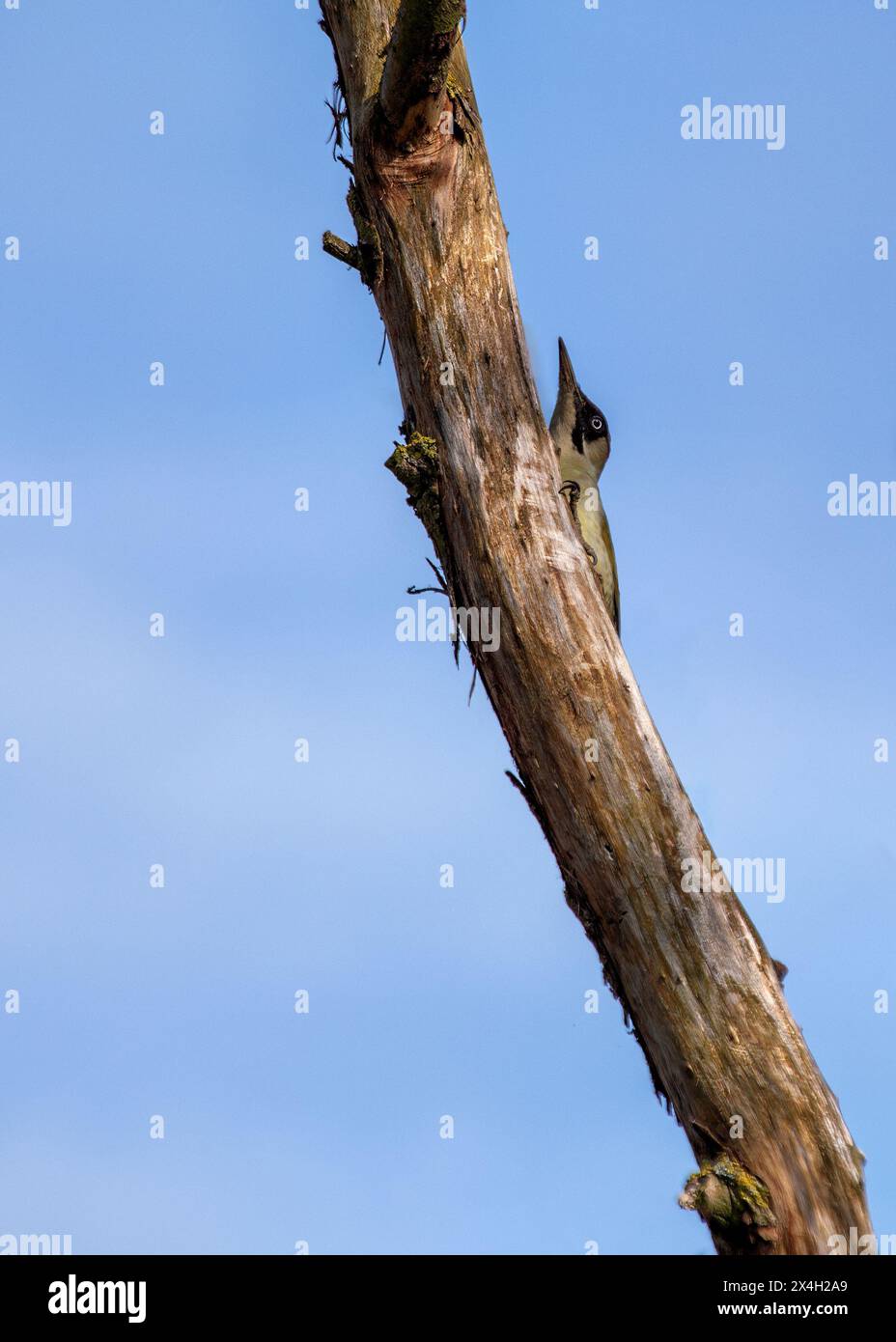 Emerald green bird with red head & long bill. Drills for insects in ...