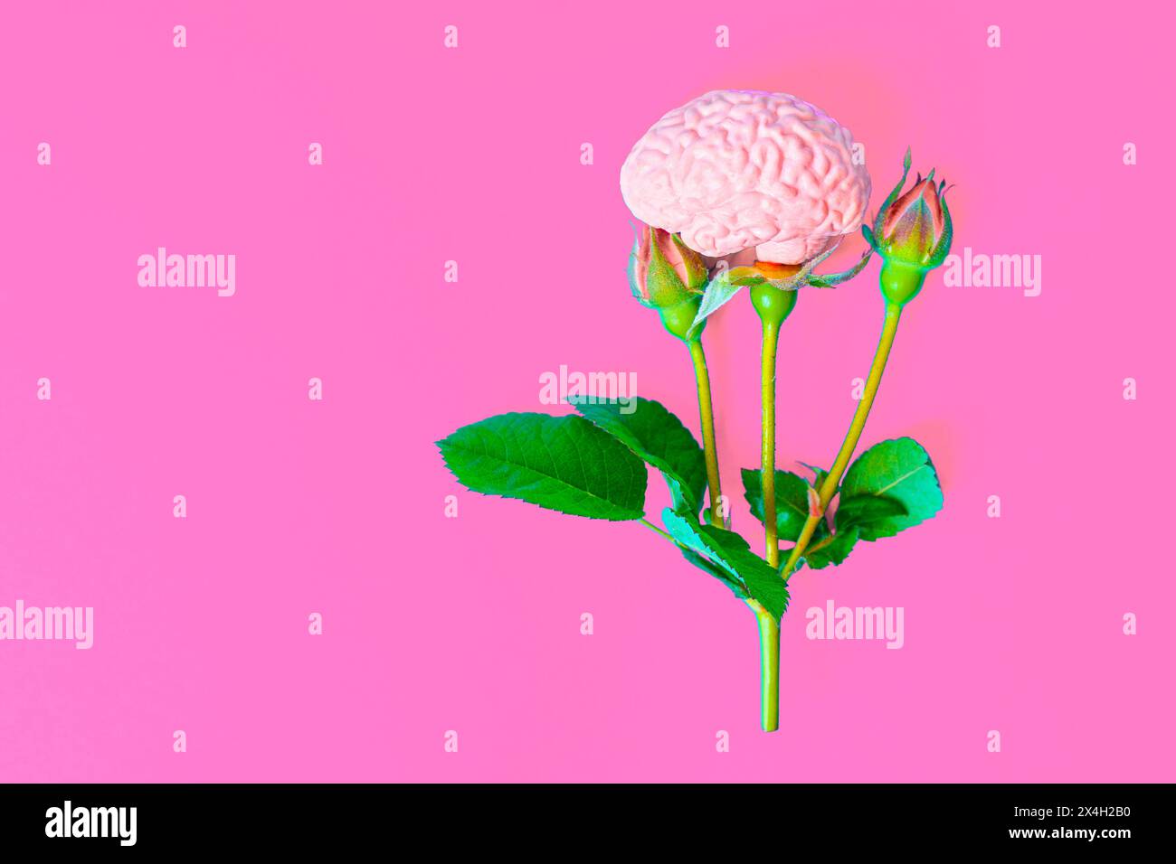 Close-up of a small rose flower with a human brain model in place of ...