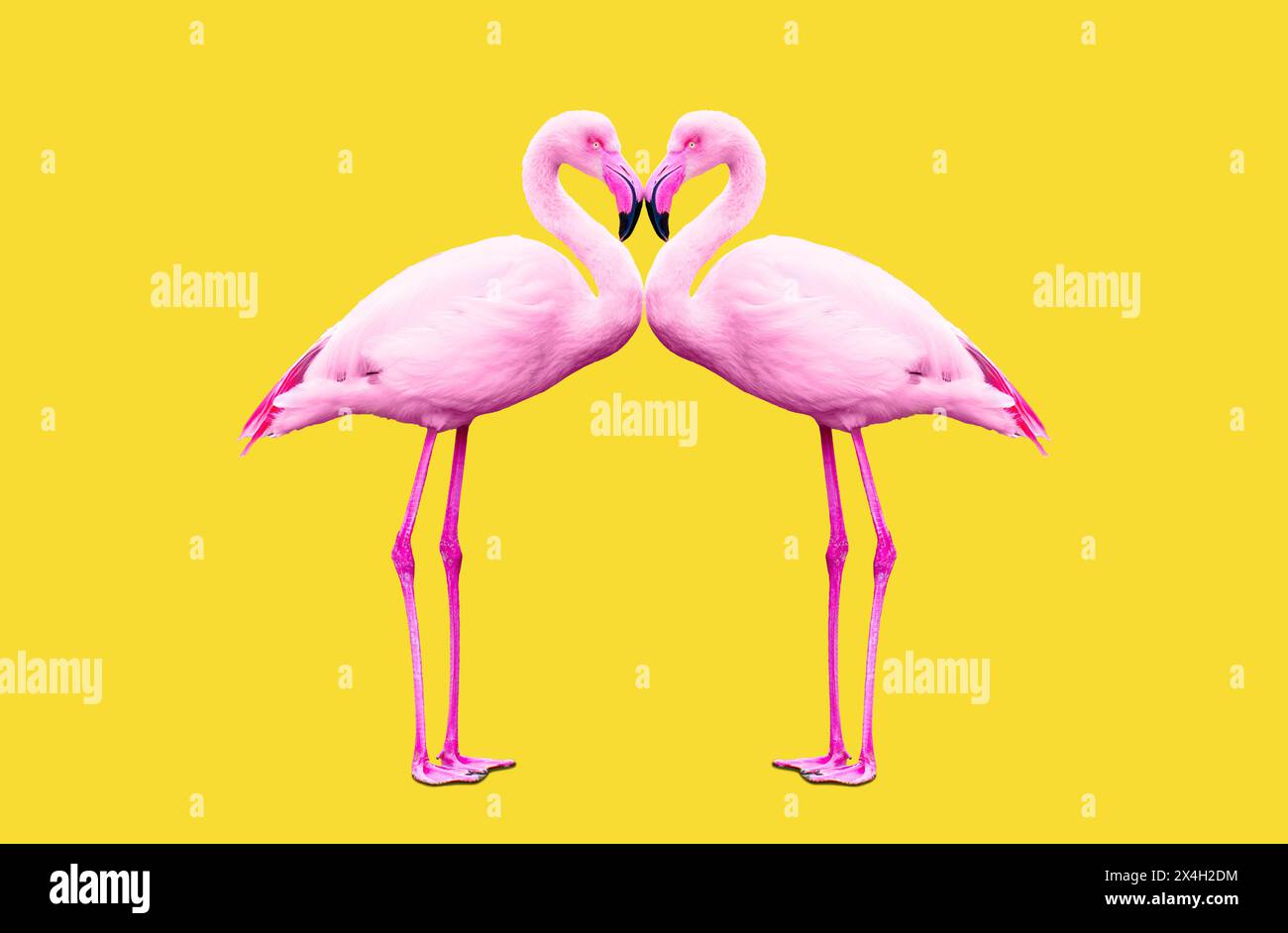 Two pink flamingos engage in a synchronized dance against a yellow ...