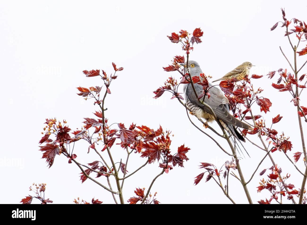UK wildlife - 3 May 2024 - Meadow pipit (Anthus pratensis) keeping a ...