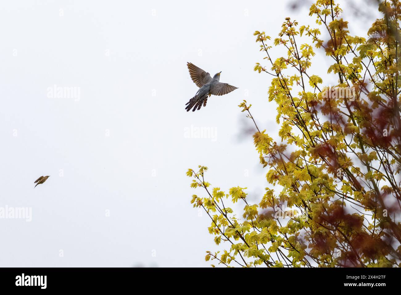 UK wildlife - 3 May 2024 - Cuckoo (Cuculus canorus) being mobbed by a ...