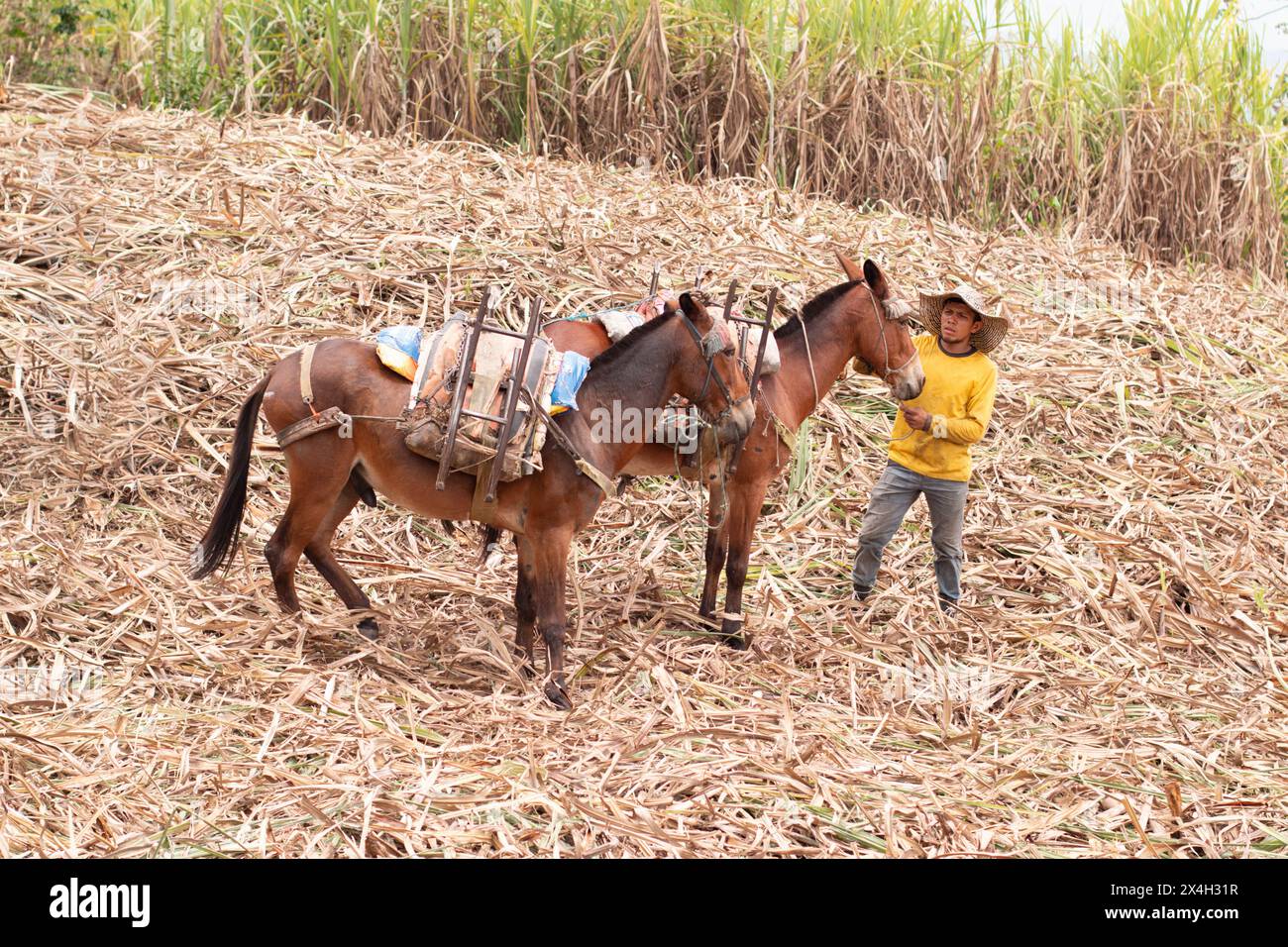 lifestyle: farmer working with his mules Stock Photo - Alamy