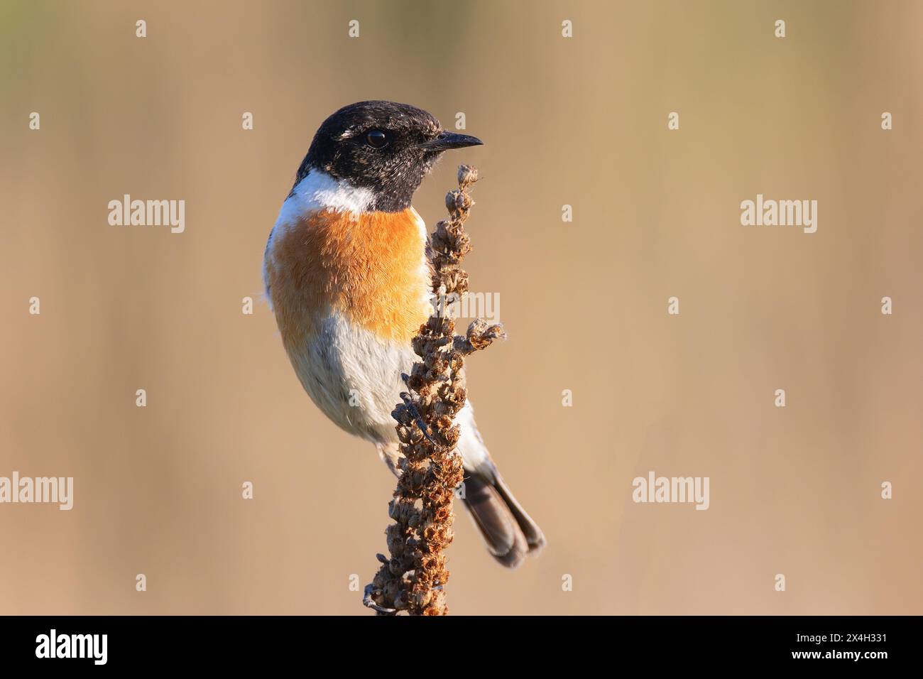 colorful male common stonechat over out of focus background (Saxicola ...