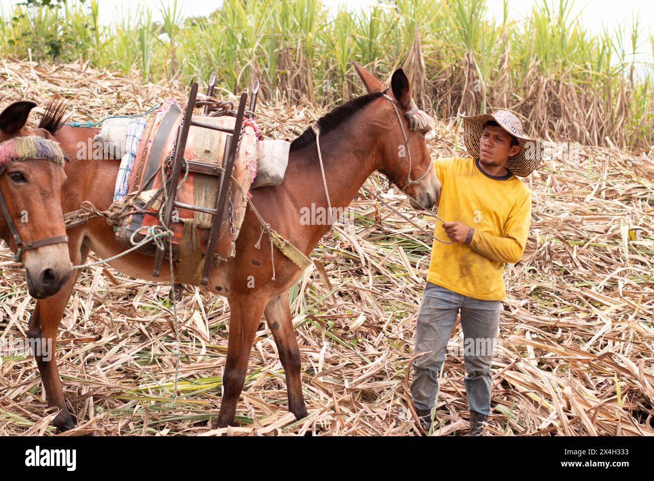 lifestyle: colombian farmer getting his mules ready Stock Photo - Alamy