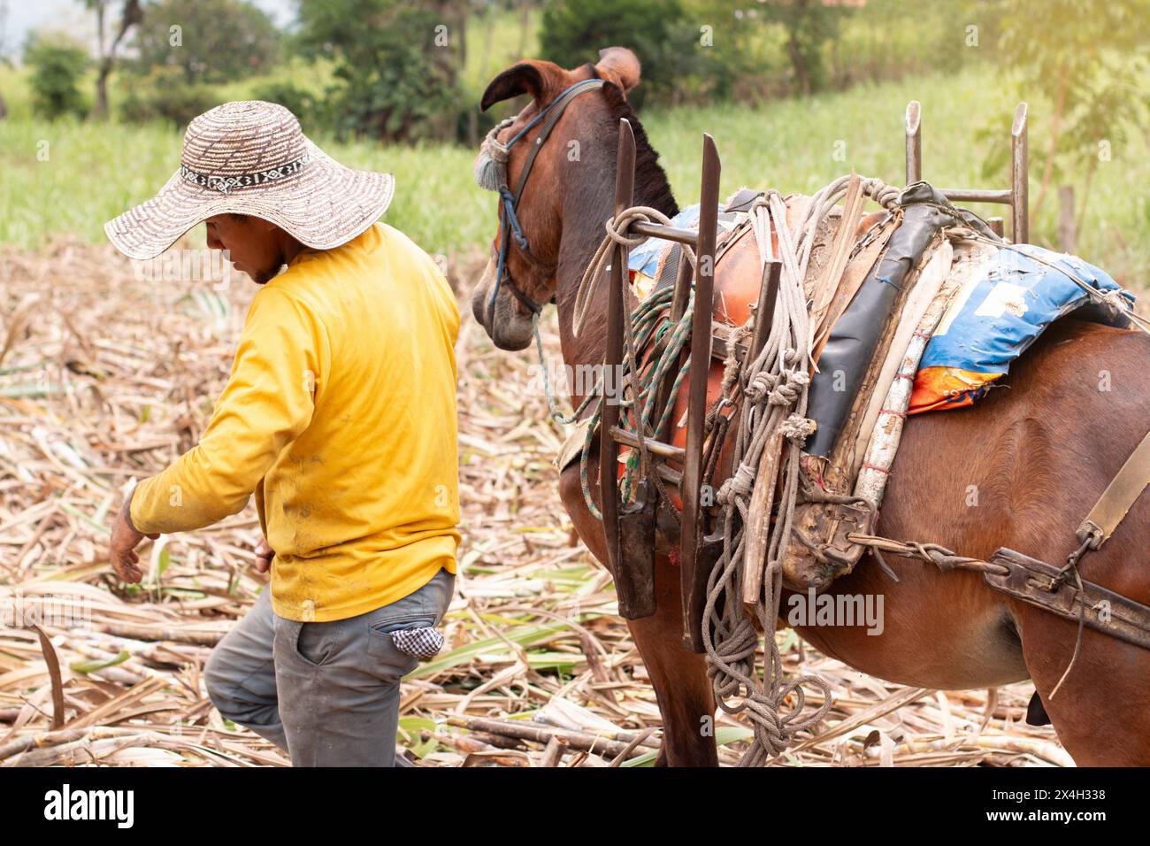 lifestyle: mule driver working in sugar cane cultivation Stock Photo ...