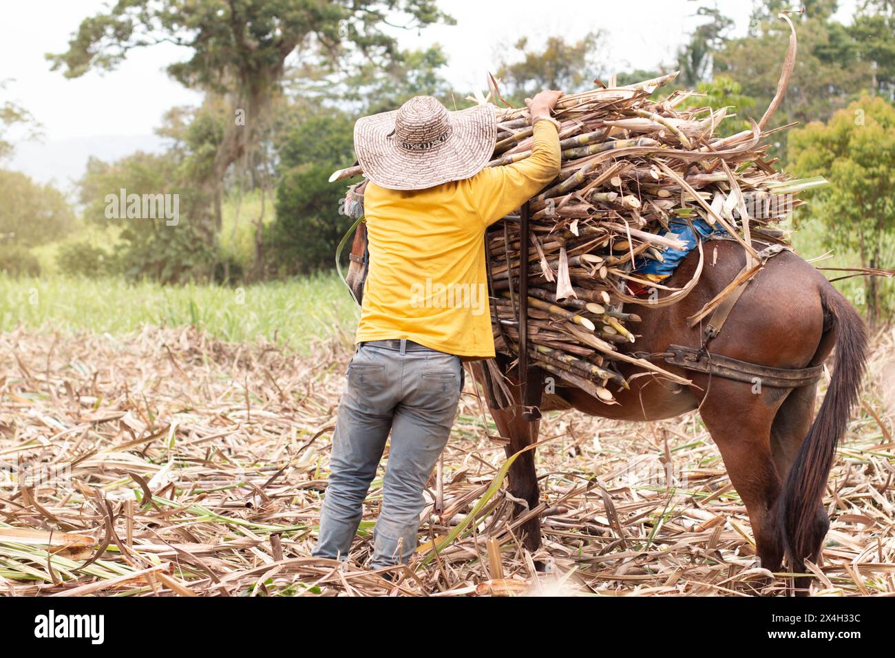 lifestyle: peasant muleteer loading a mule with sugar cane Stock Photo ...