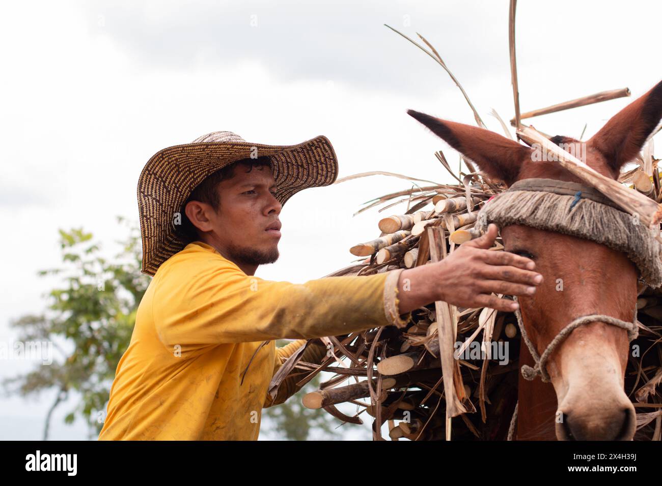 lifestyle: farmer or muleteer leading his mules loaded with sugar cane ...
