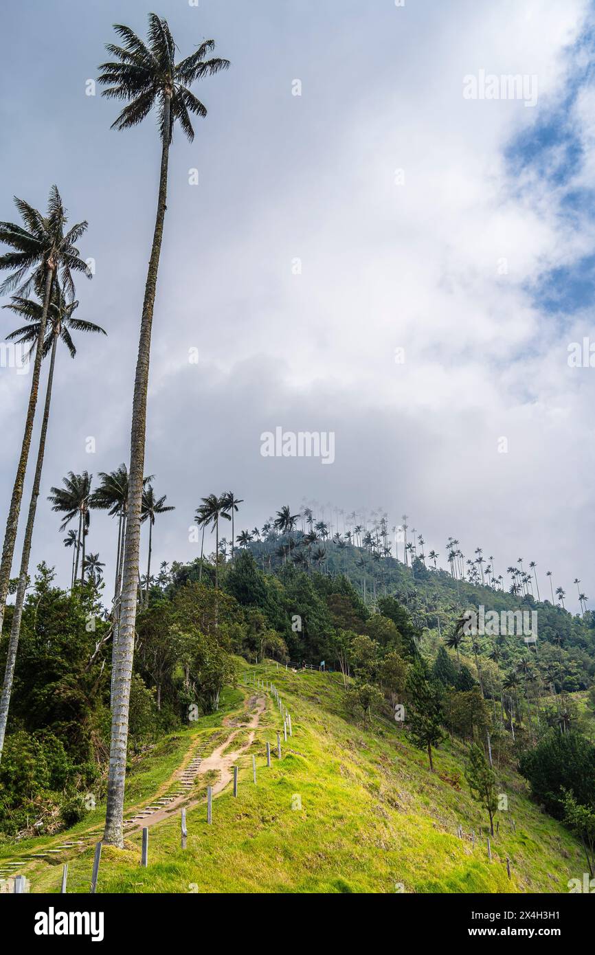 Cocora Valley, Colombia Stock Photo - Alamy