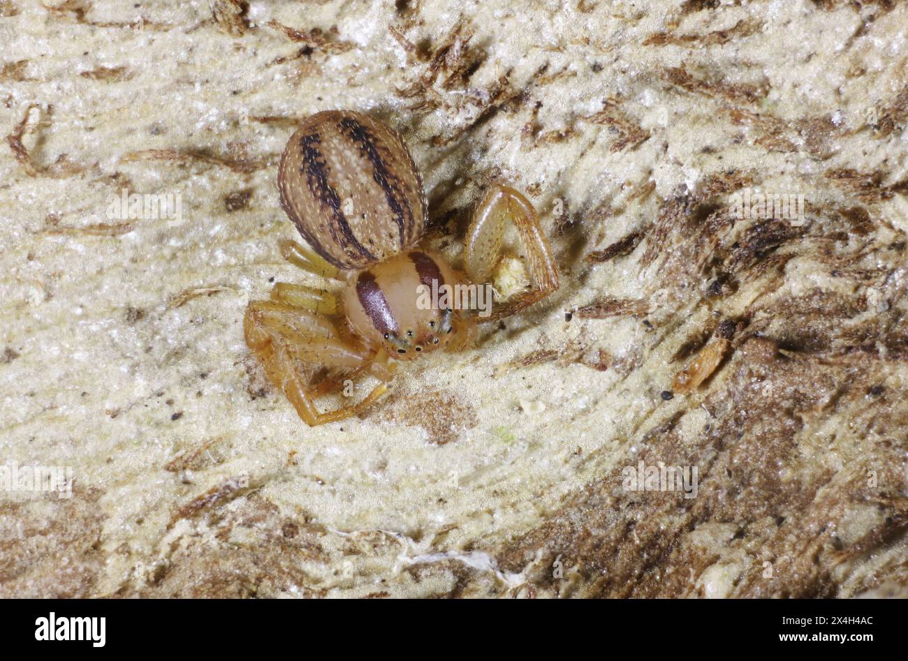 Close-up dorsal view of Crab Spider (Thomisidae) South Australia Stock ...
