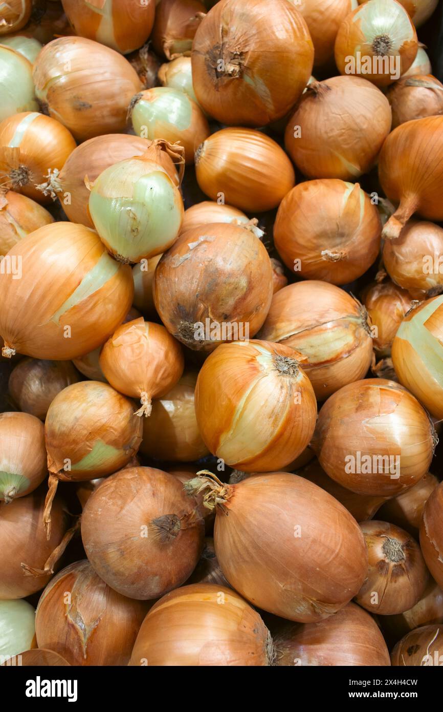 Yellow onions on market stall. Unpeeled onions in box. Onion bulbs ...