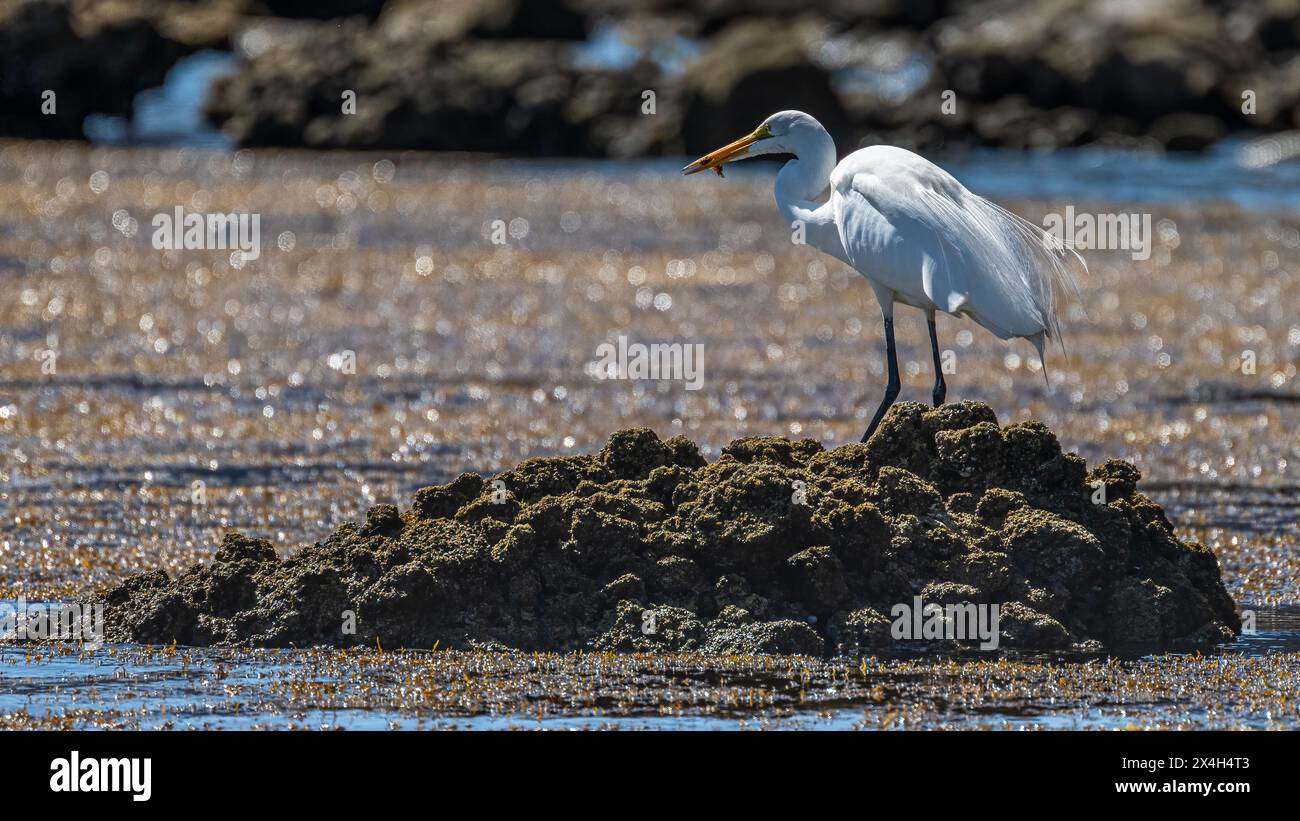 An adult Great Egret (Ardea alba) bird standing with a fish in its beak ...