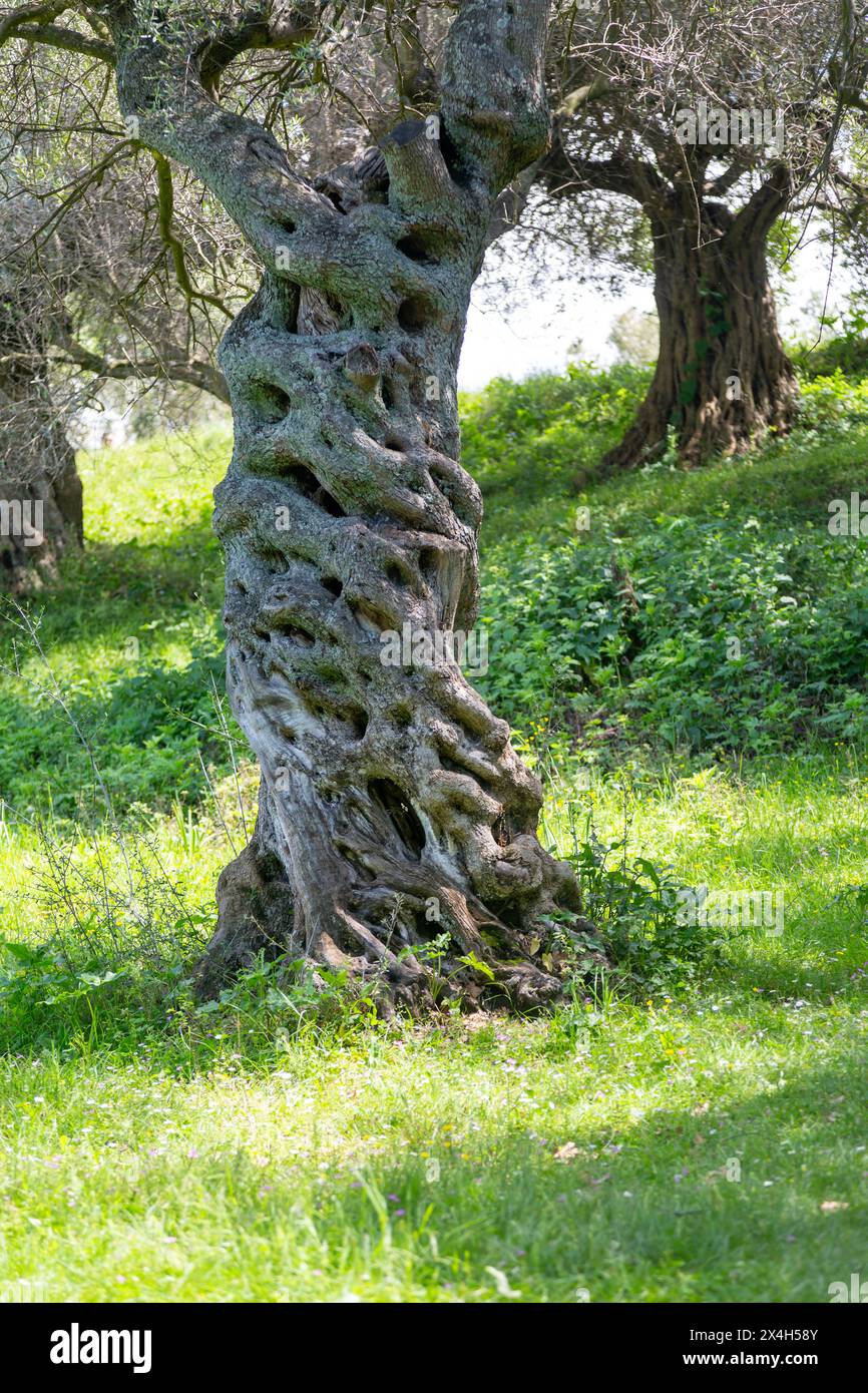 Ancient twisted olive tree growing in olive grove at Apollonia ...