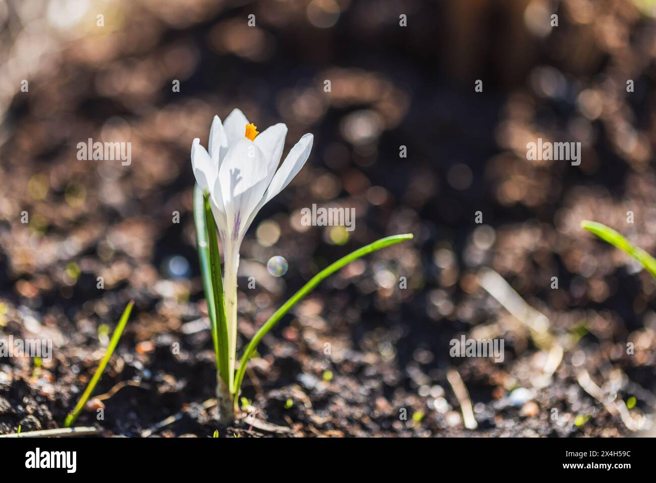 White crocus flower grows on a meadow. Macro photo with selective focus ...