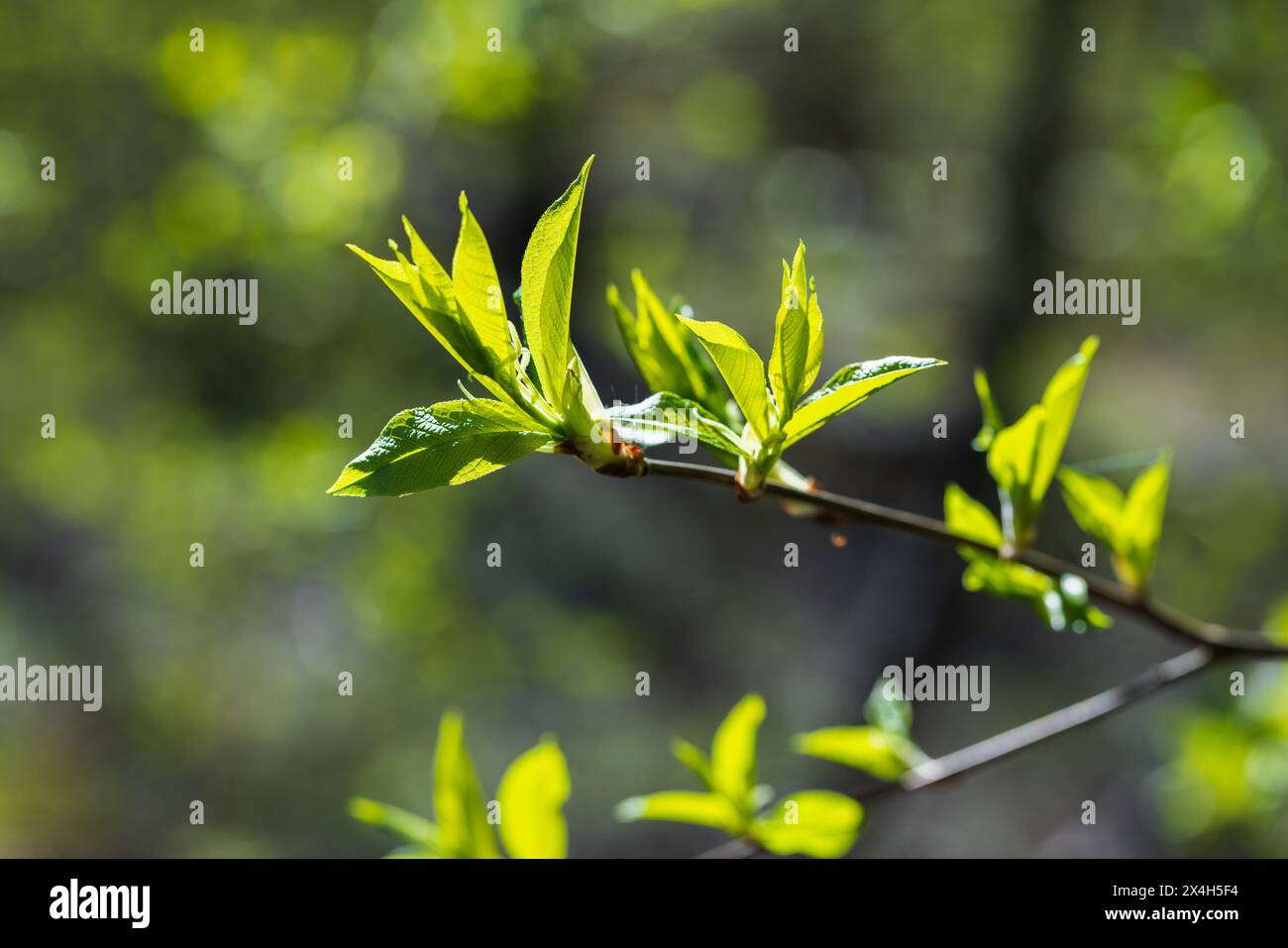 Baby leaves on a tree branch on a blurred green forest background Stock ...