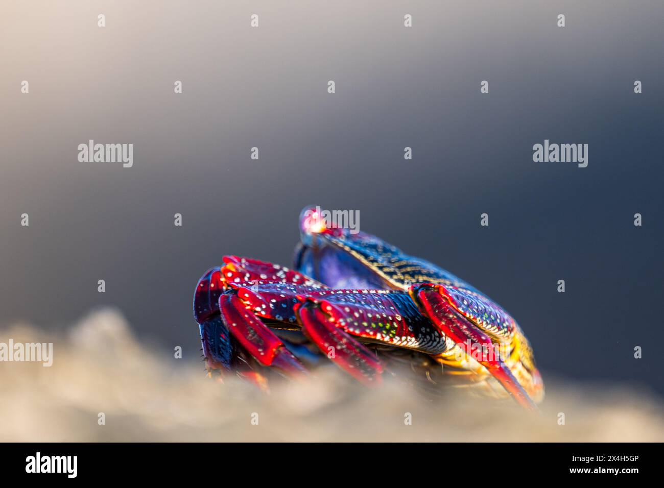 Atlantic crab close-up on land Stock Photo - Alamy