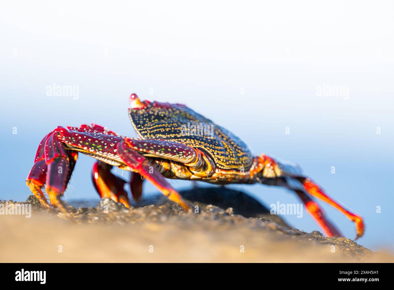 Atlantic crab close-up on land Stock Photo - Alamy