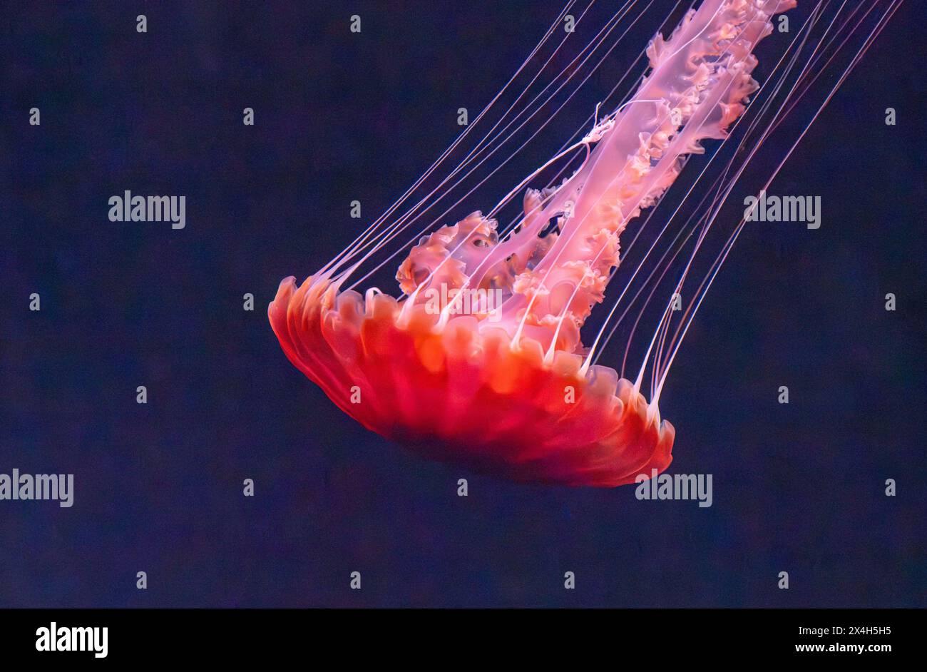 red jellyfish floating in the water Stock Photo - Alamy