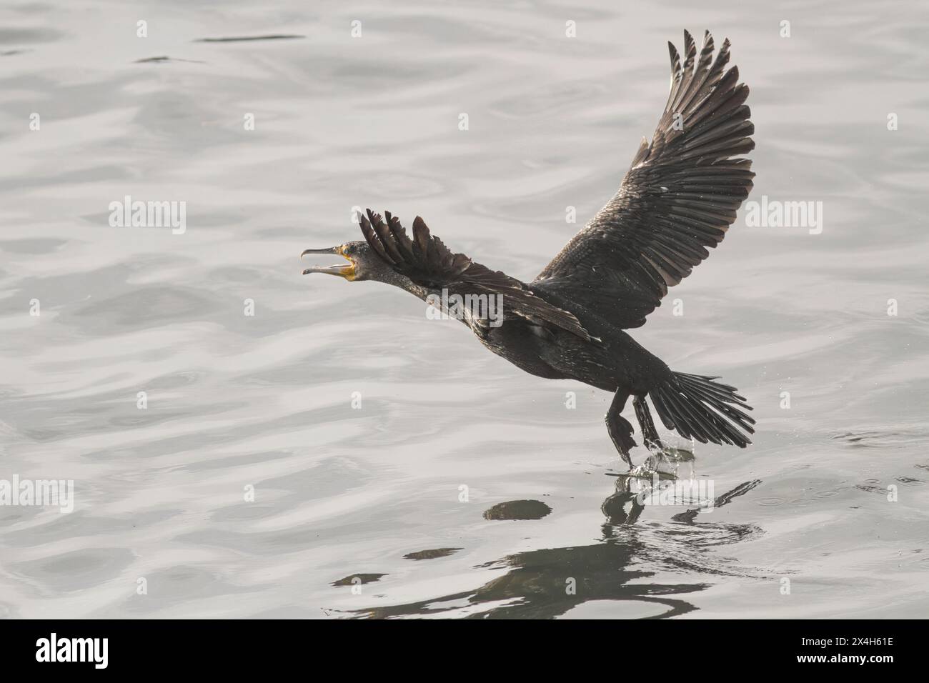 Soft backlit of a Douro river great cormorant taking off, north of ...