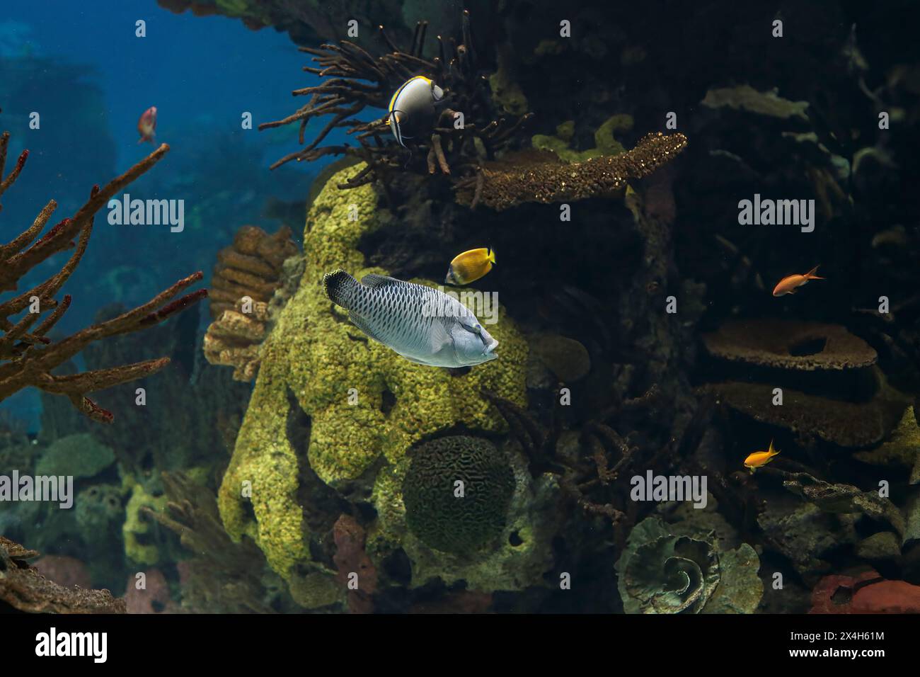 Napoleon wrasse close up hi-res stock photography and images - Alamy