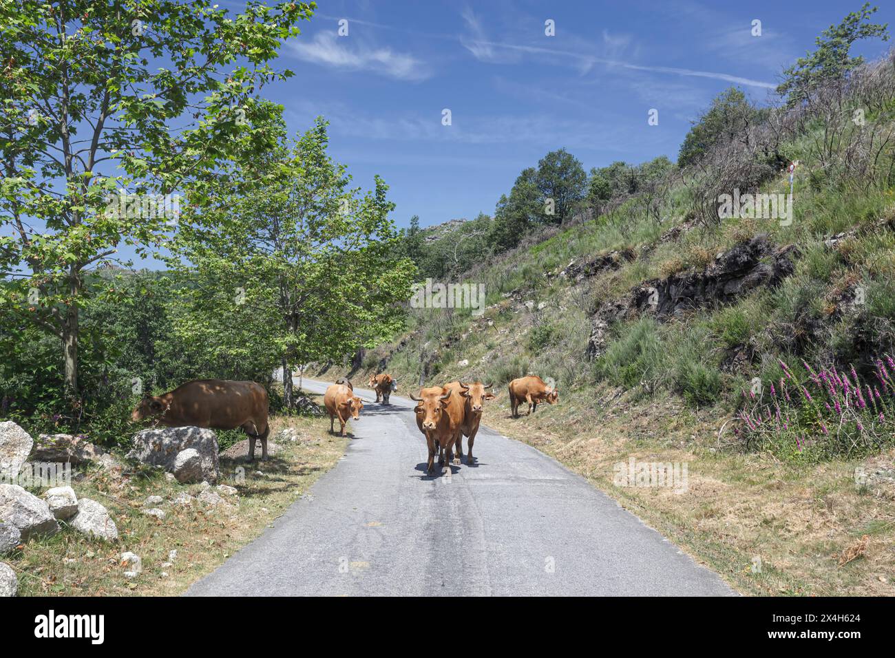Purebred mountain cows from hi-res stock photography and images - Alamy