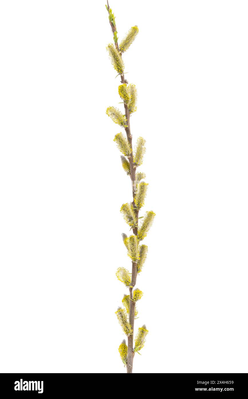 willow isolated on white background Stock Photo - Alamy