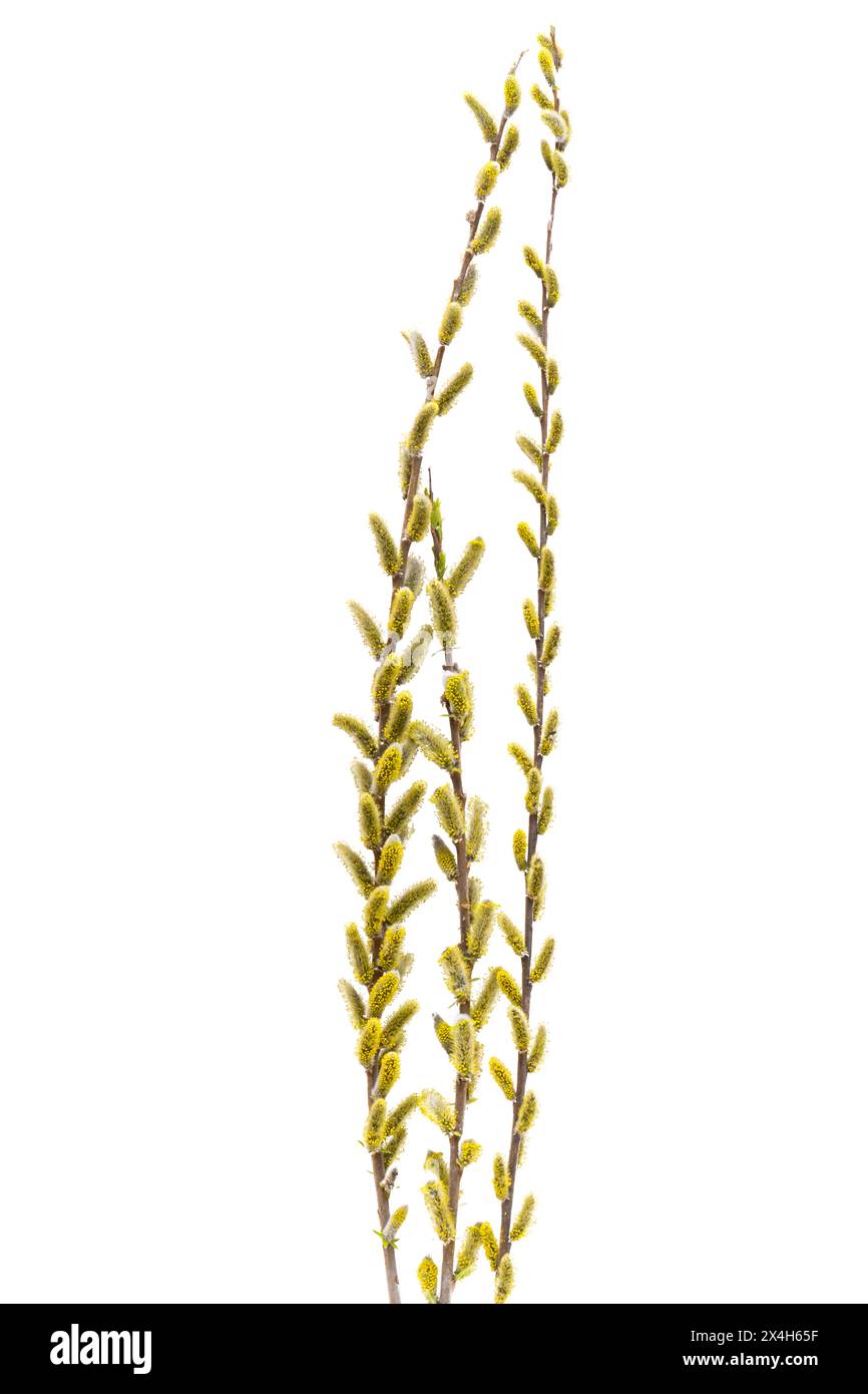 willow isolated on white background Stock Photo - Alamy