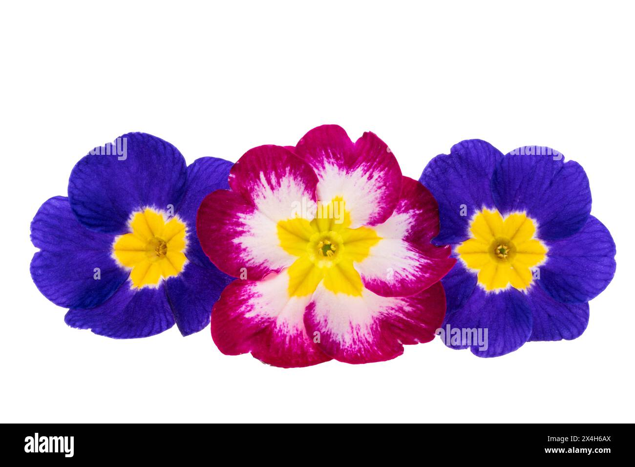 primrose flowers isolated on white background Stock Photo - Alamy