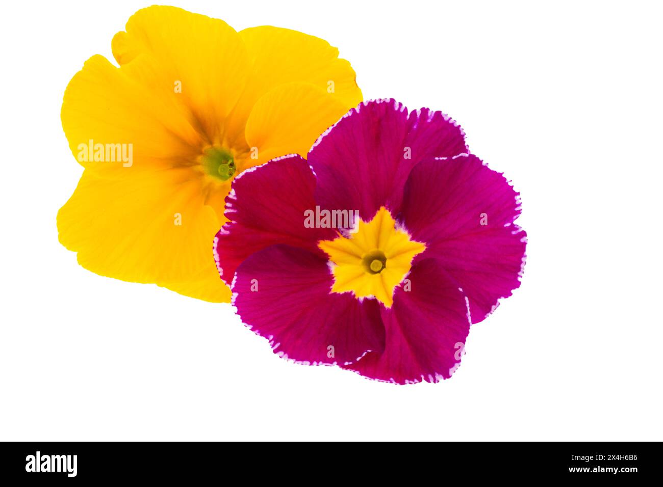 primrose flowers isolated on white background Stock Photo - Alamy