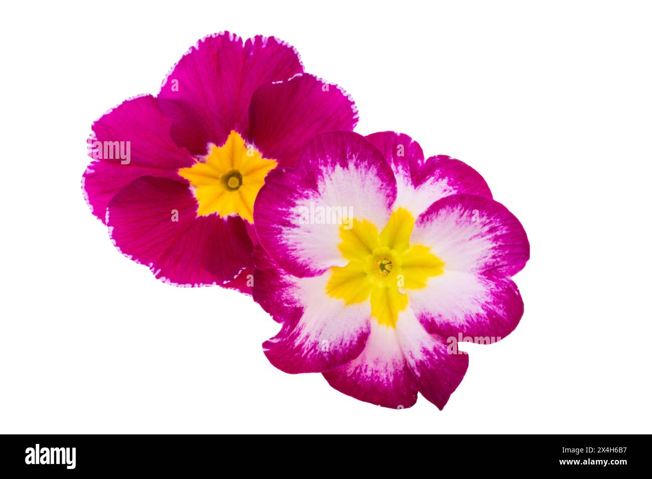 primrose flowers isolated on white background Stock Photo - Alamy