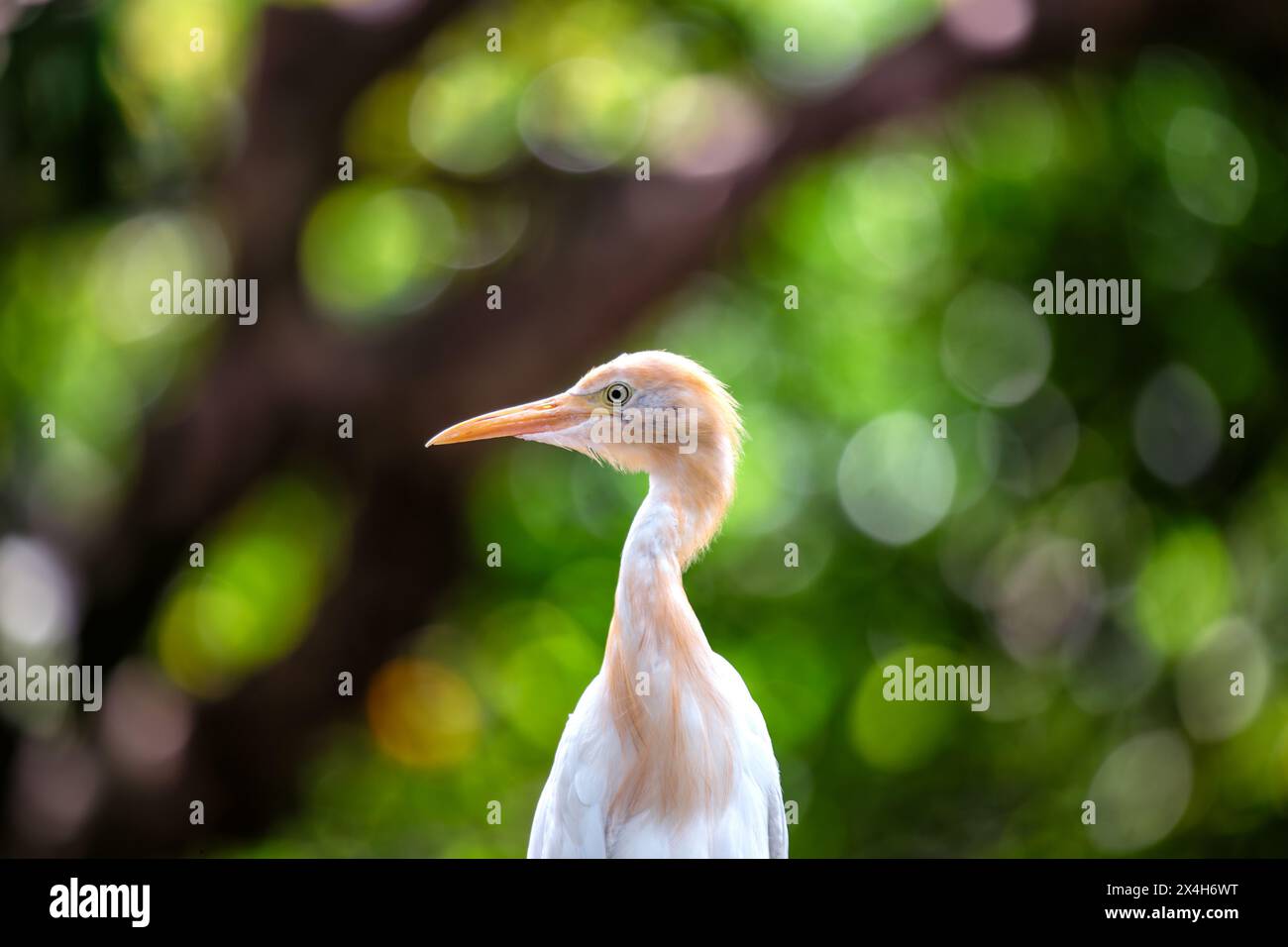 Elegant white bird with yellow bill & slender legs. Follows grazing ...